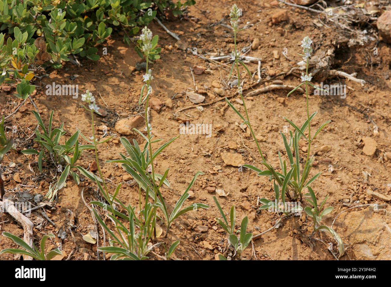 whitestem frasera (Frasera albicaulis) Plantae Stock Photo - Alamy
