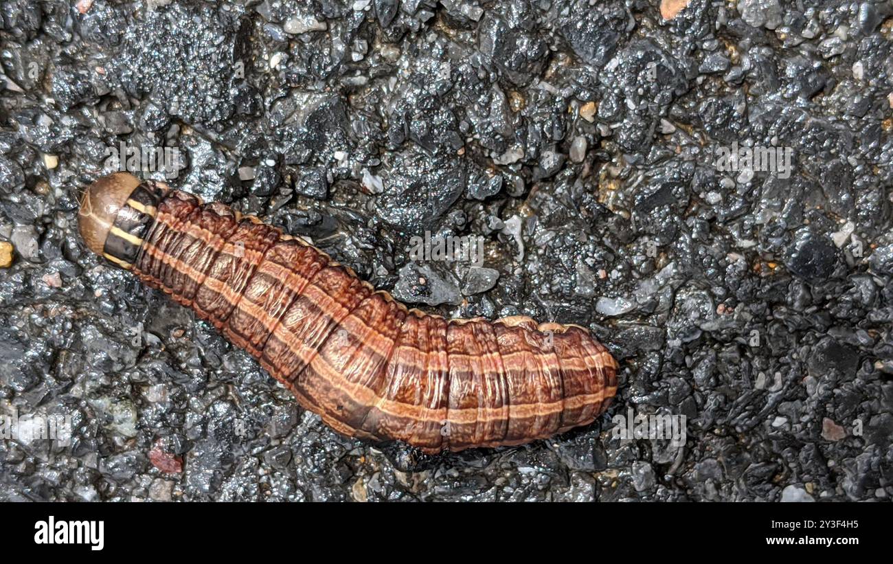 Bronzed Cutworm Moth (Nephelodes minians) Insecta Stock Photo - Alamy