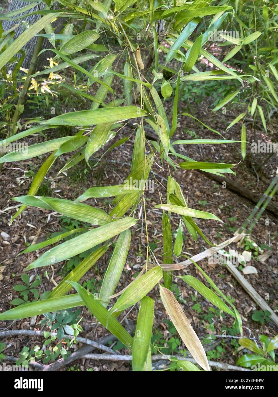 fishpole bamboo (Phyllostachys aurea) Plantae Stock Photo - Alamy