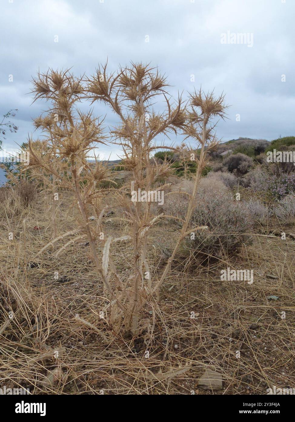 Yellow-spine Thistle (Picnomon acarna) Plantae Stock Photo - Alamy
