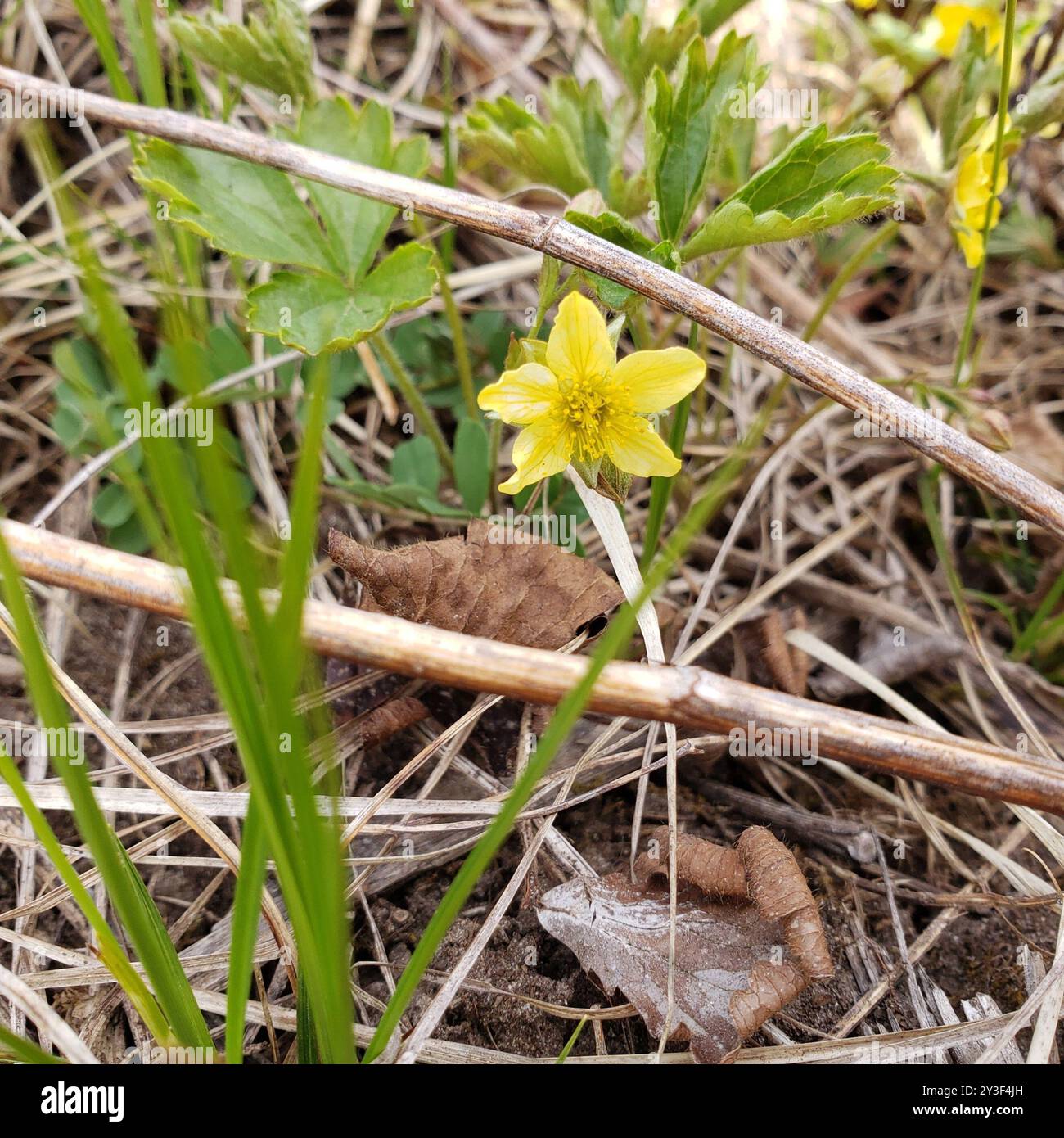 Appalachian barren-strawberry (Waldsteinia fragarioides) Plantae Stock ...