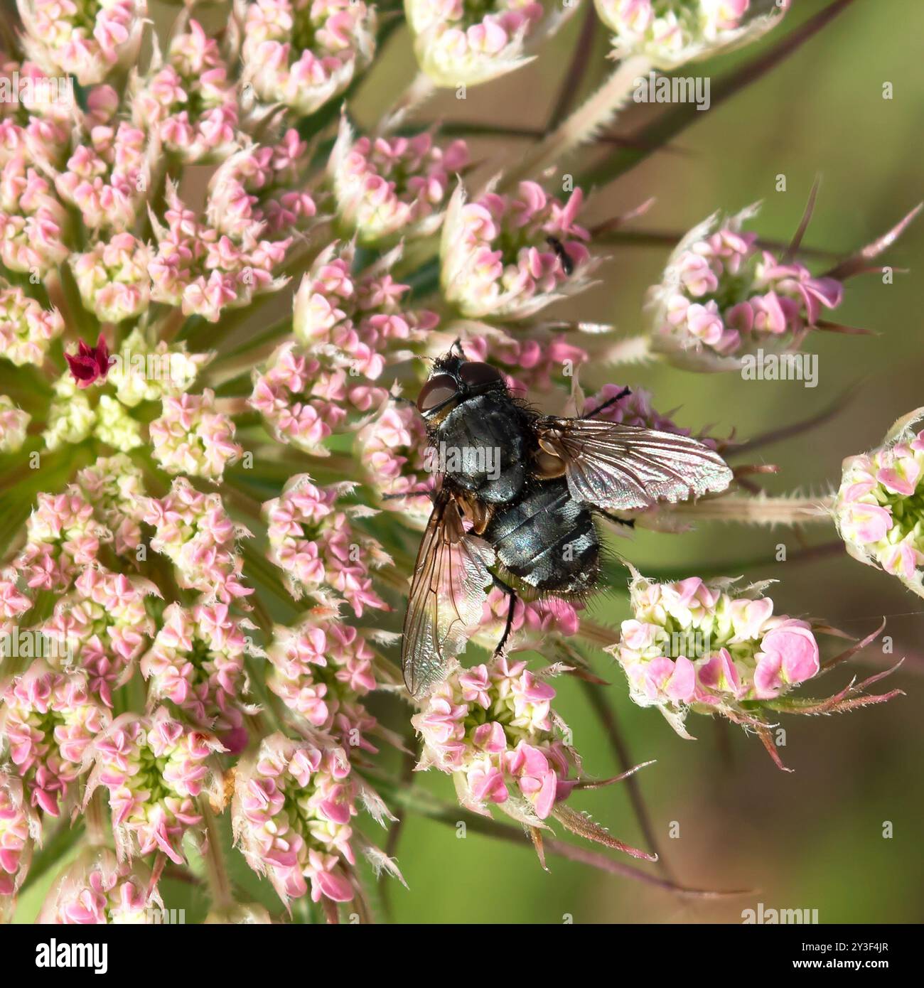 Cluster Flies (Pollenia) Insecta Stock Photo - Alamy