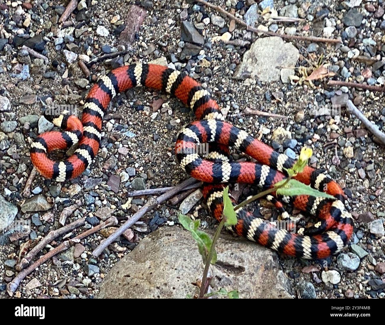 Coast Mountain Kingsnake (Lampropeltis multifasciata) Reptilia Stock ...