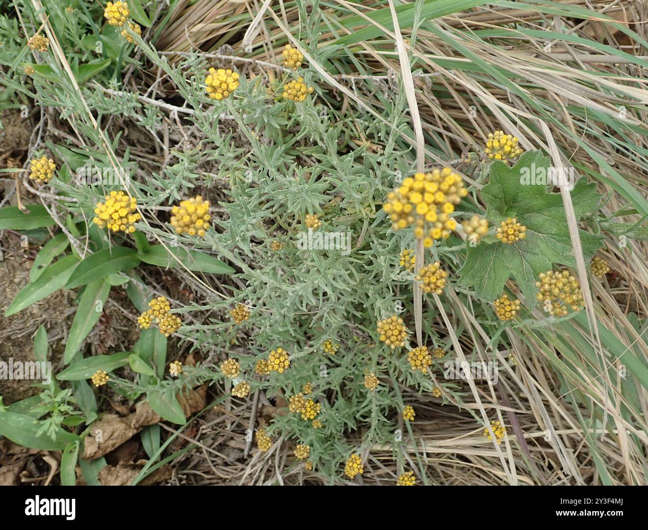Cape Gold Everlasting (Helichrysum splendidum) Plantae Stock Photo - Alamy