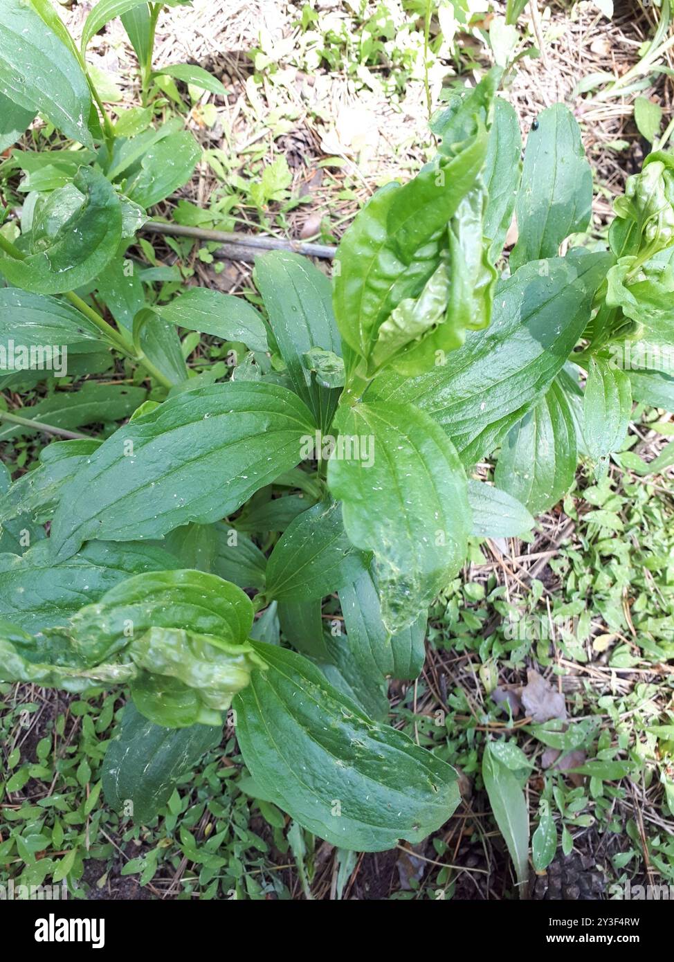 common soapwort (Saponaria officinalis) Plantae Stock Photo - Alamy
