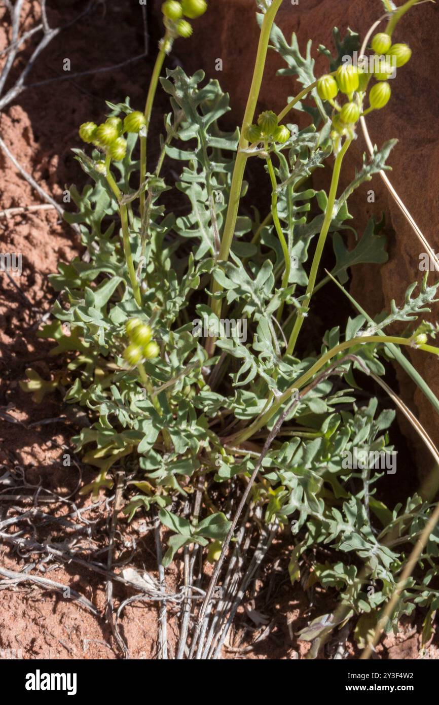 Lobeleaf Groundsel (Packera multilobata) Plantae Stock Photo - Alamy