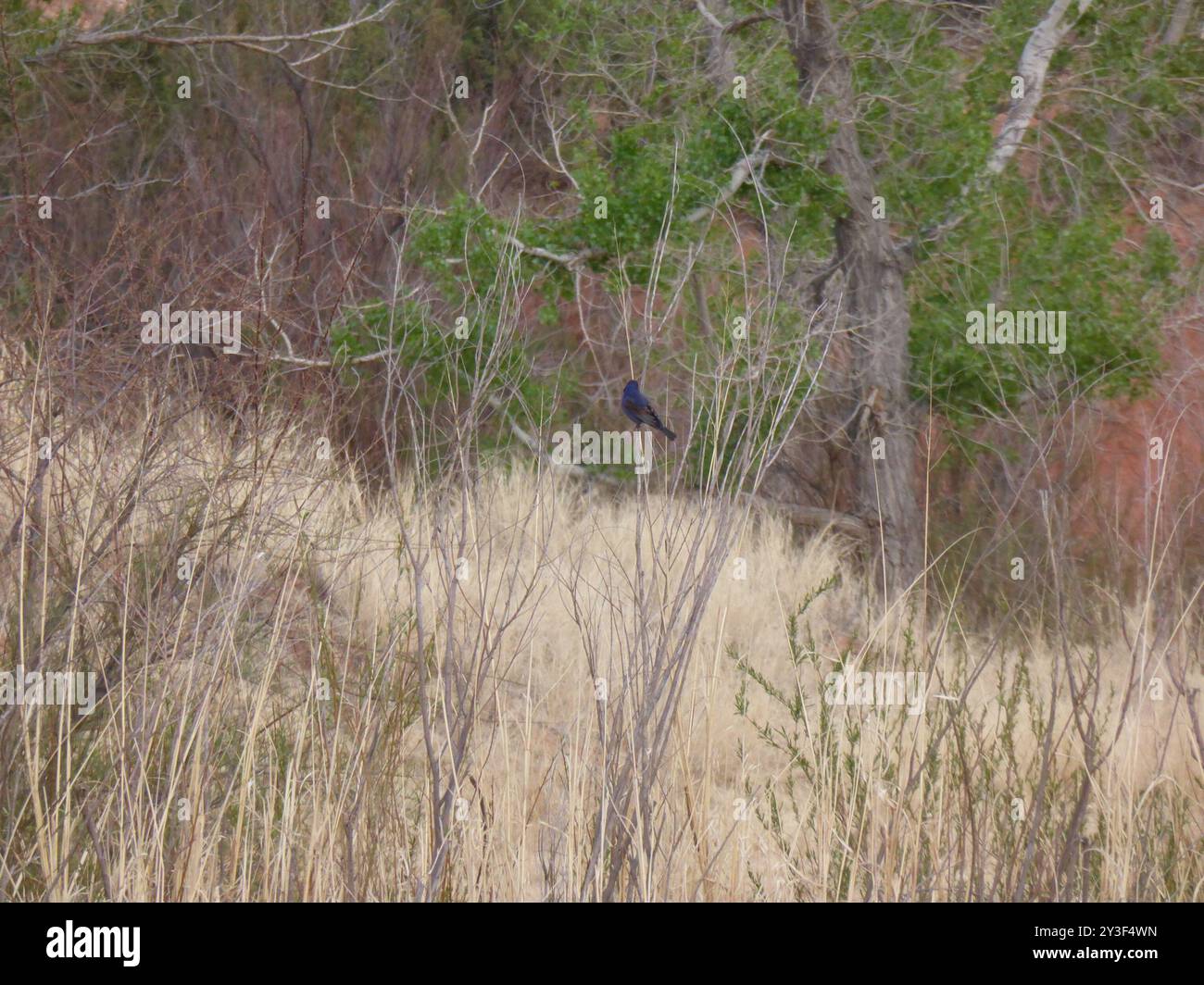 Blue Grosbeak (Passerina caerulea) Aves Stock Photo - Alamy