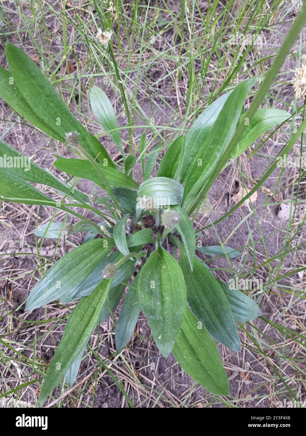 ribwort plantain (Plantago lanceolata) Plantae Stock Photo - Alamy