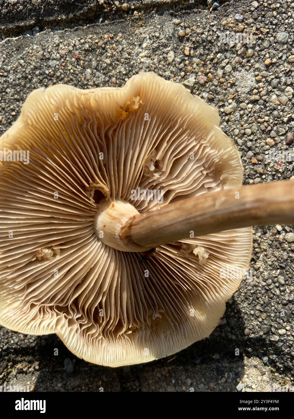 Red Rove Beetle (Oxyporus rufus) Insecta Stock Photo - Alamy
