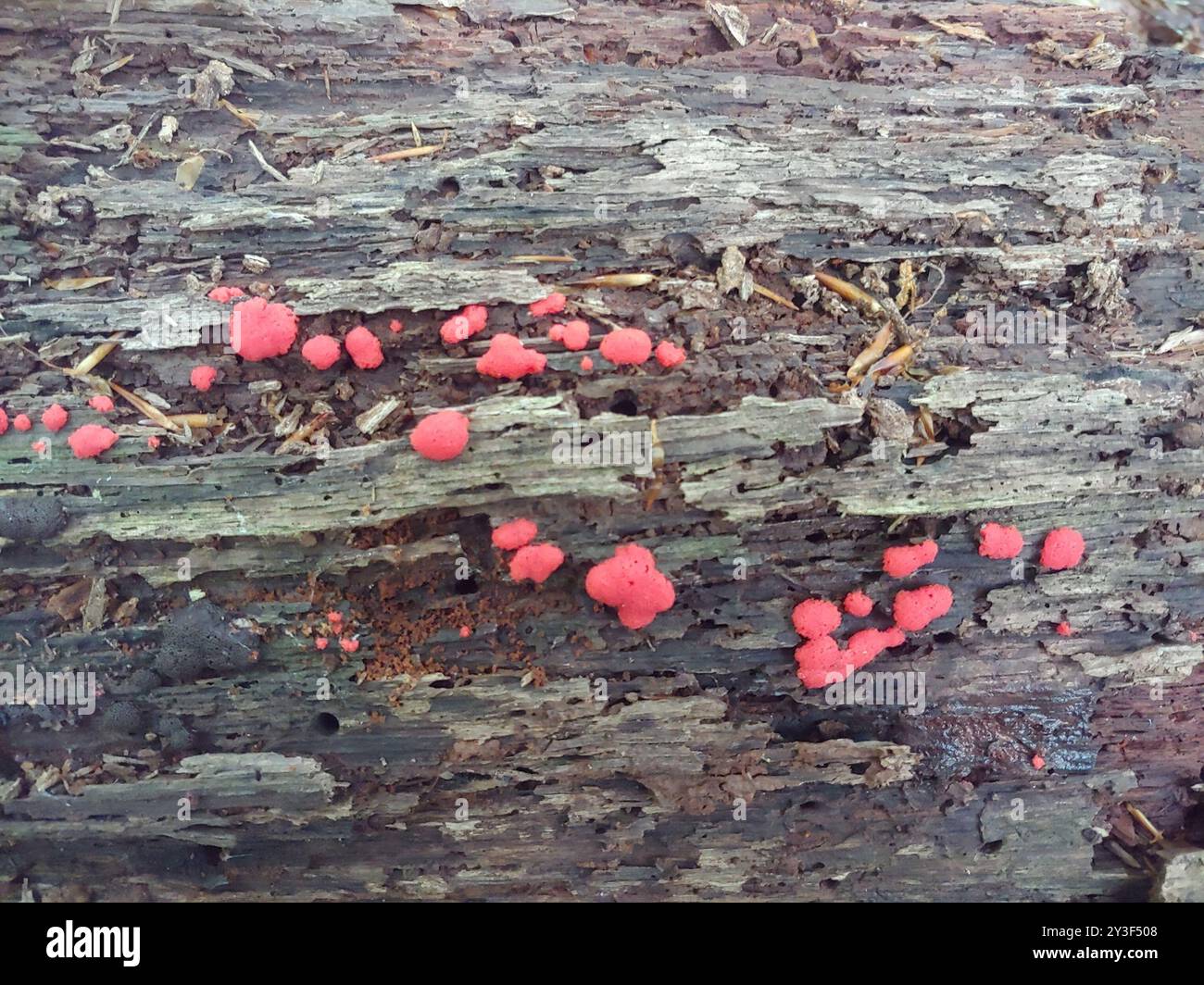Red Raspberry Slime Mold (Tubifera ferruginosa) Protozoa Stock Photo ...
