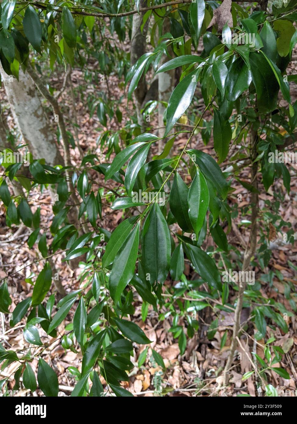 Glossy Laurel (Cryptocarya laevigata) Plantae Stock Photo - Alamy