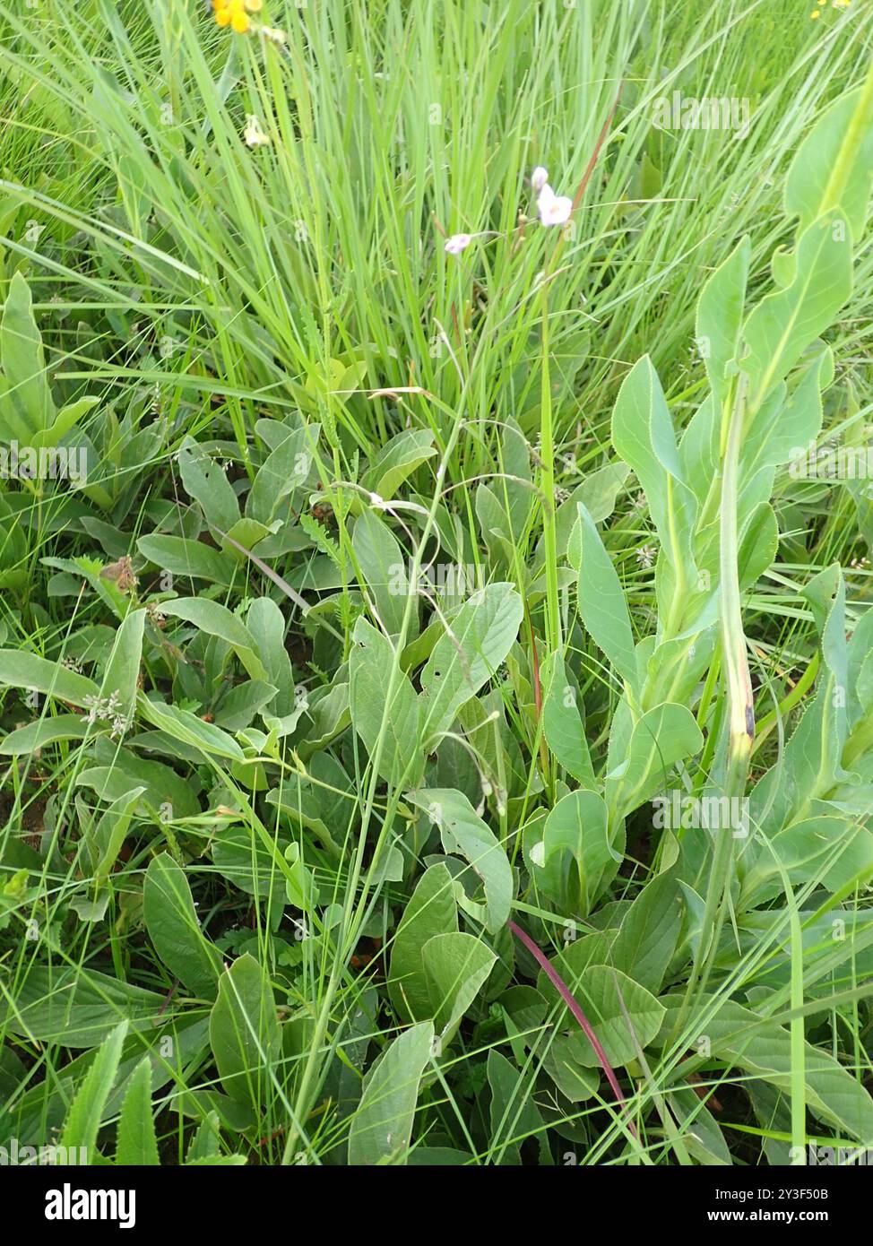 Grassland Blue Cress Flower (Heliophila rigidiuscula) Plantae Stock ...