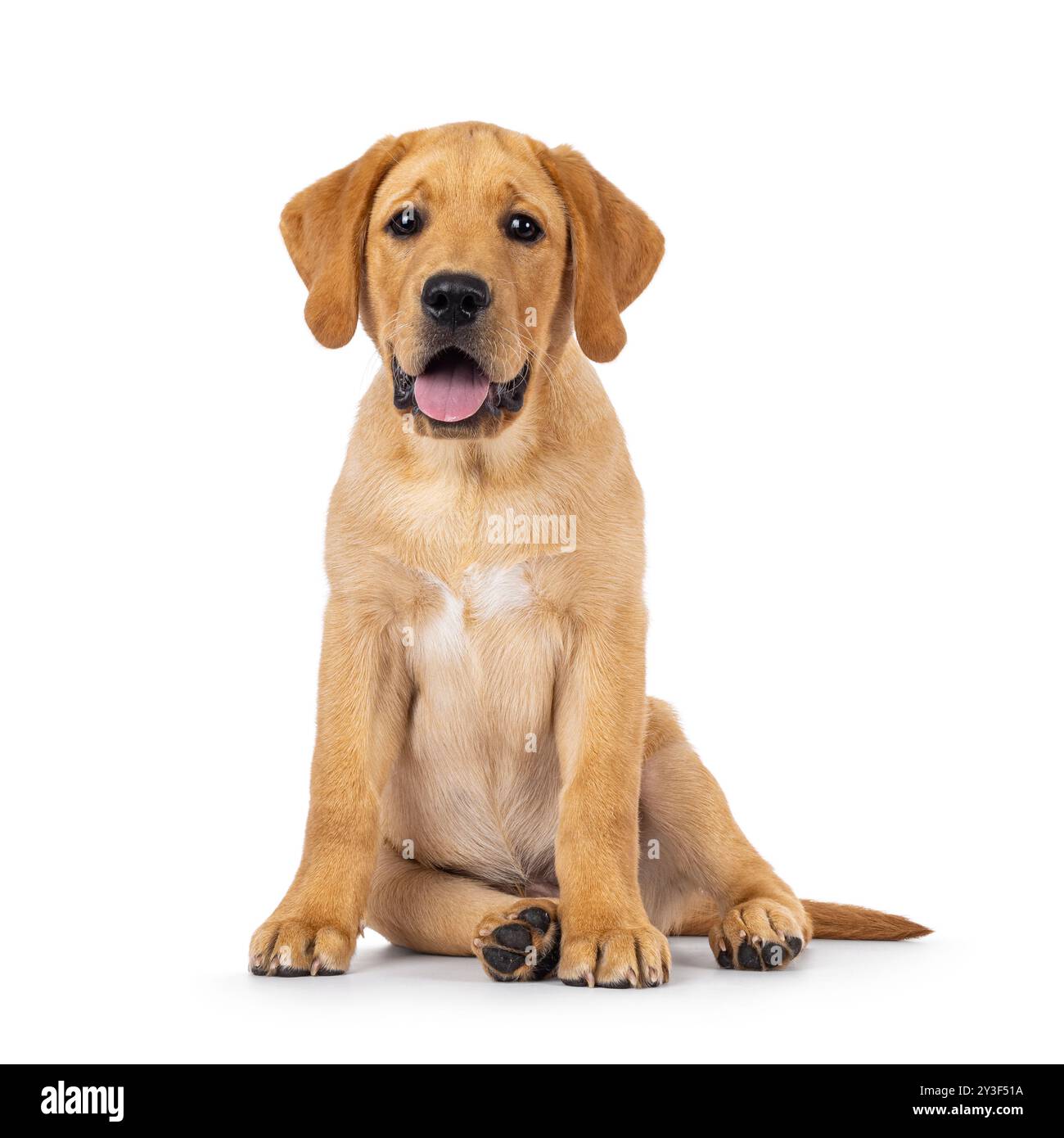 Handsome 3 months old Labrador dog puppy, sitting up facing front ...
