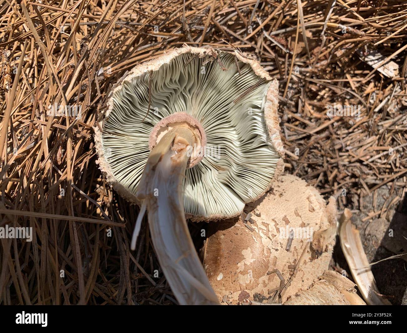 green-spored parasol (Chlorophyllum molybdites) Fungi Stock Photo - Alamy