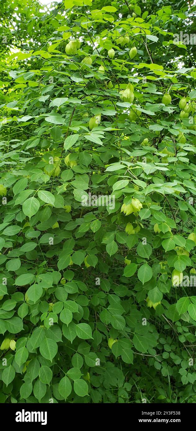 American bladdernut (Staphylea trifolia) Plantae Stock Photo - Alamy