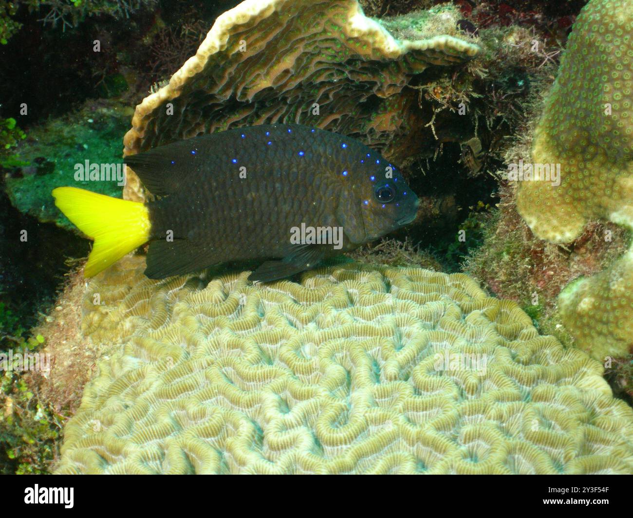 Yellowtail Damselfish (Microspathodon chrysurus) Actinopterygii Stock ...