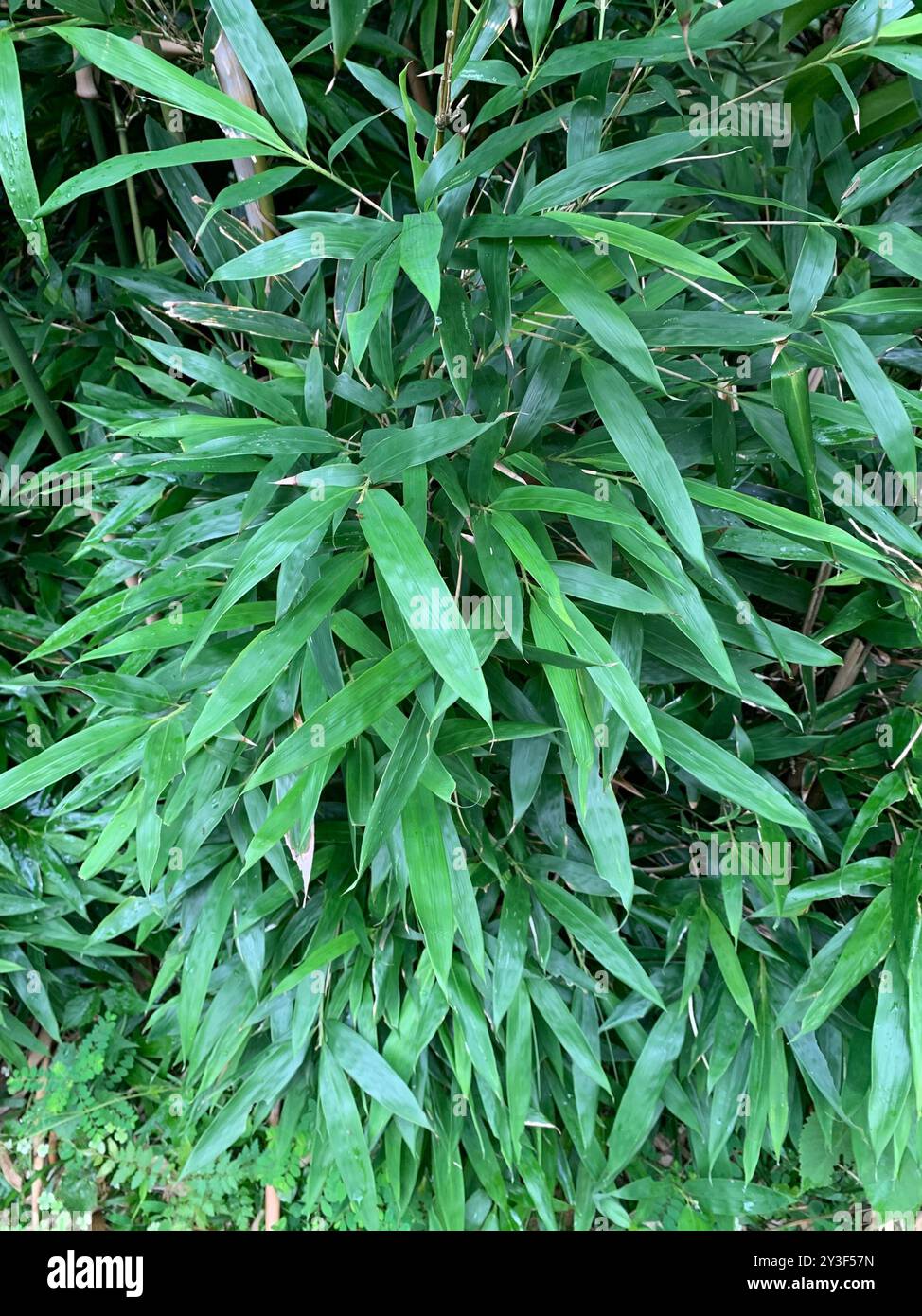 fishpole bamboo (Phyllostachys aurea) Plantae Stock Photo - Alamy
