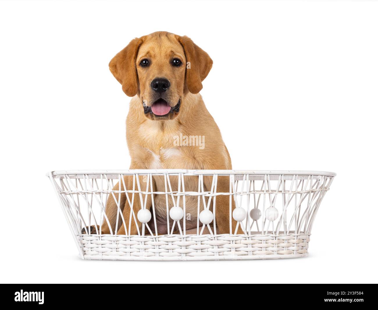 Fox red labrador retriever Cut Out Stock Images & Pictures - Alamy