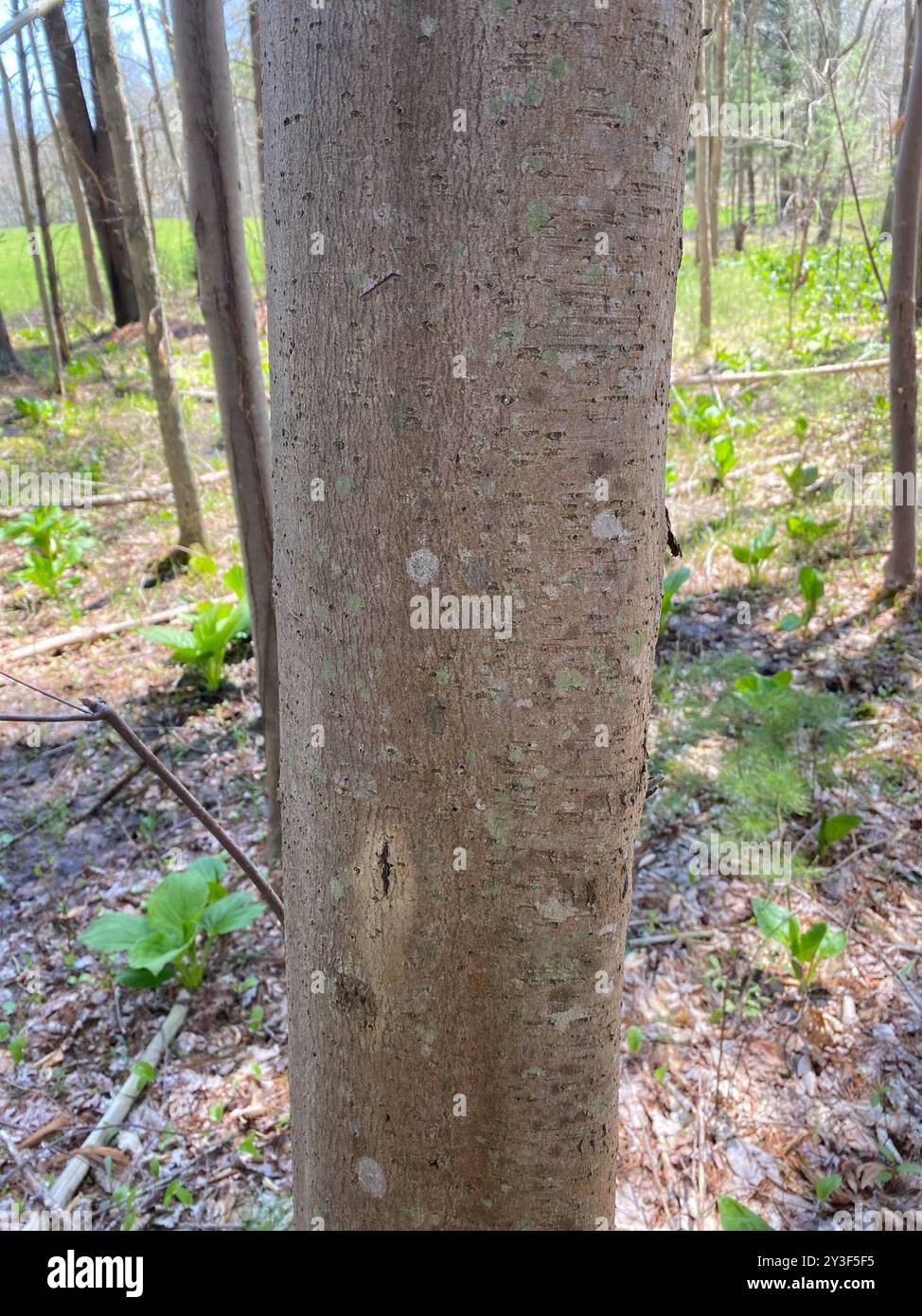 red maple (Acer rubrum) Plantae Stock Photo - Alamy
