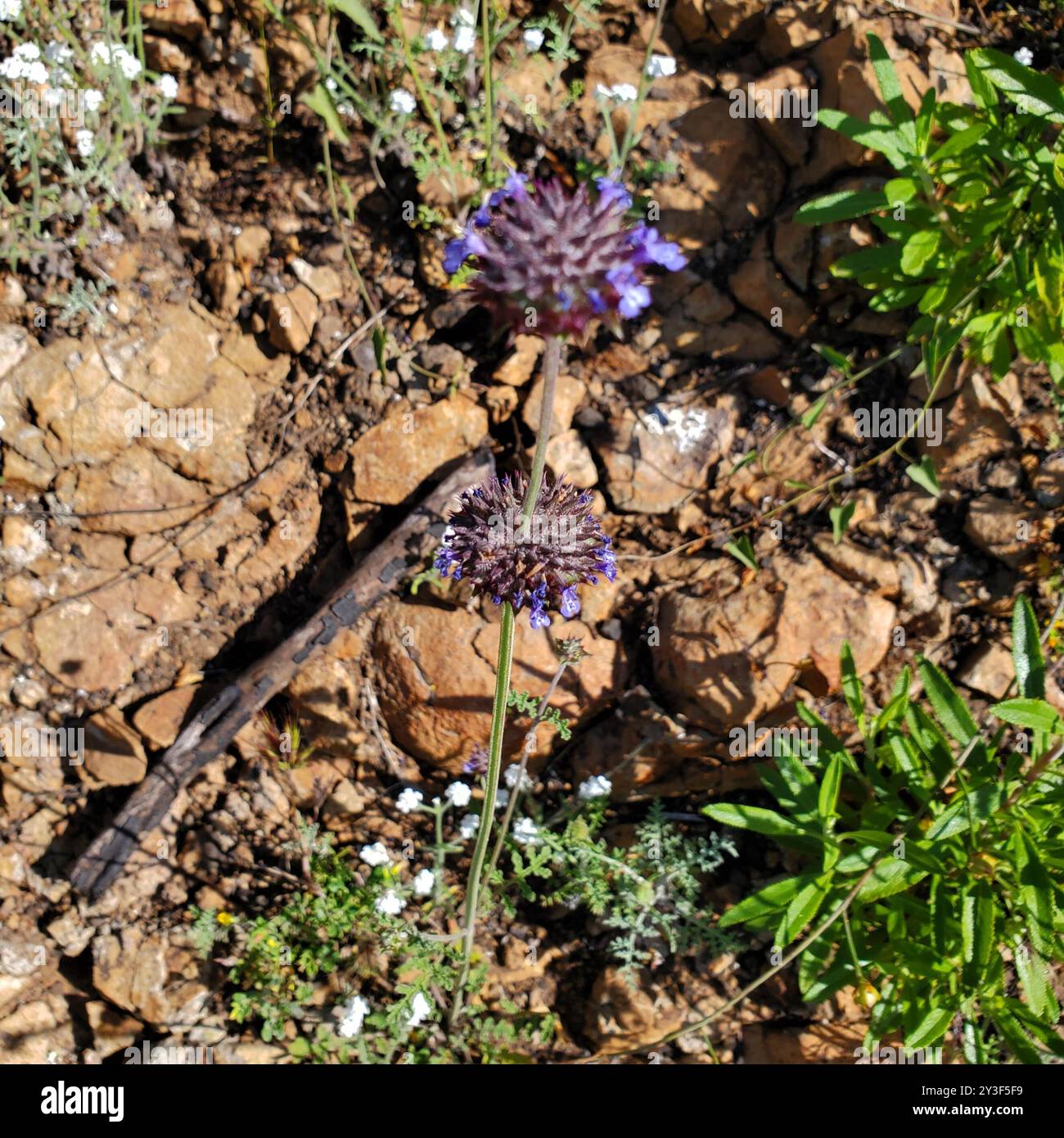 Chia (Salvia columbariae) Plantae Stock Photo - Alamy
