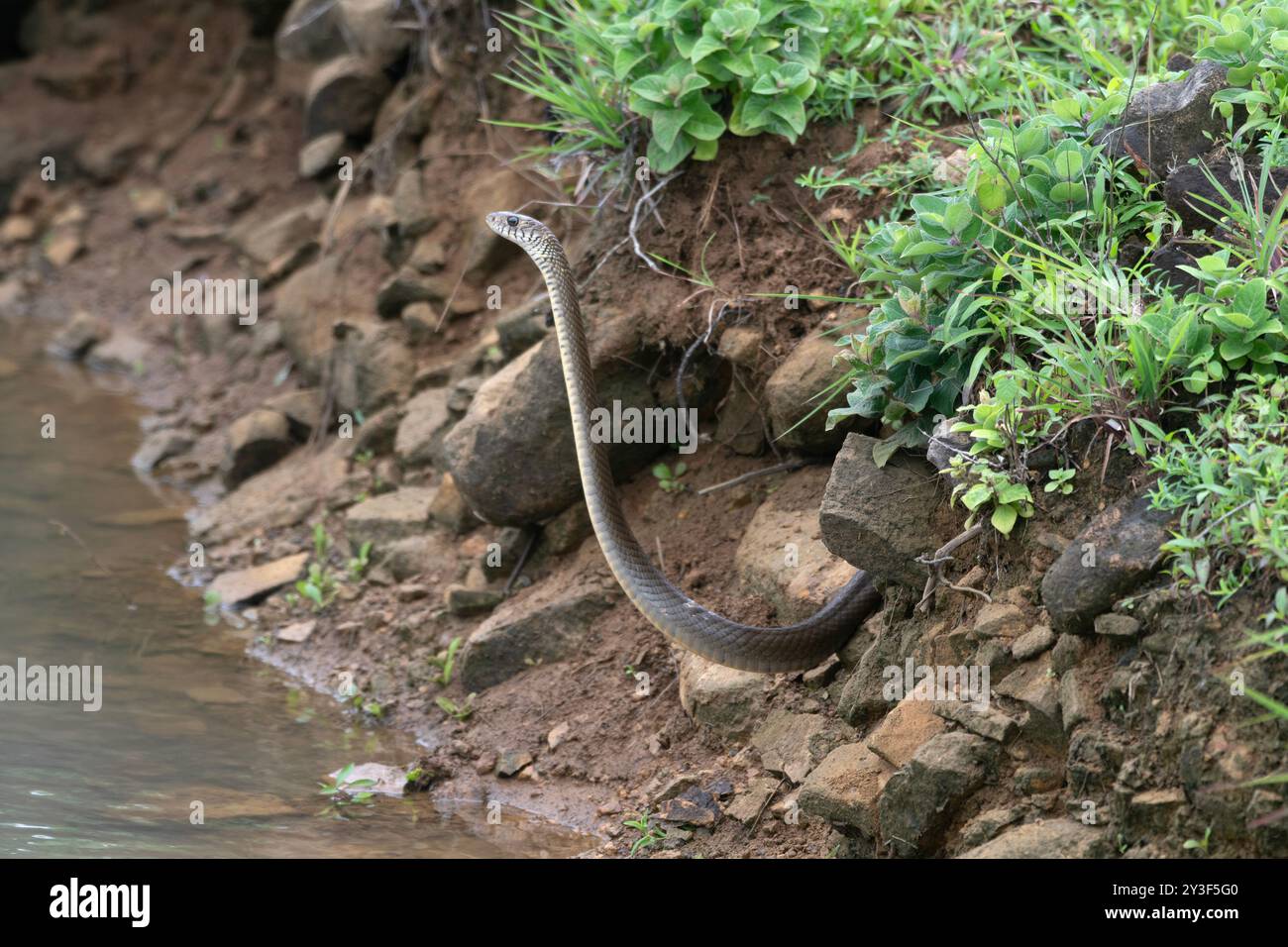 Indian rat snake ptyas mucosa hi-res stock photography and images - Alamy