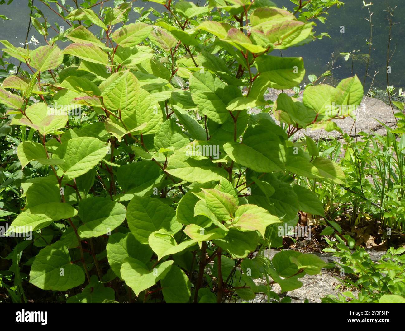Japanese knotweed (Reynoutria japonica) Plantae Stock Photo - Alamy
