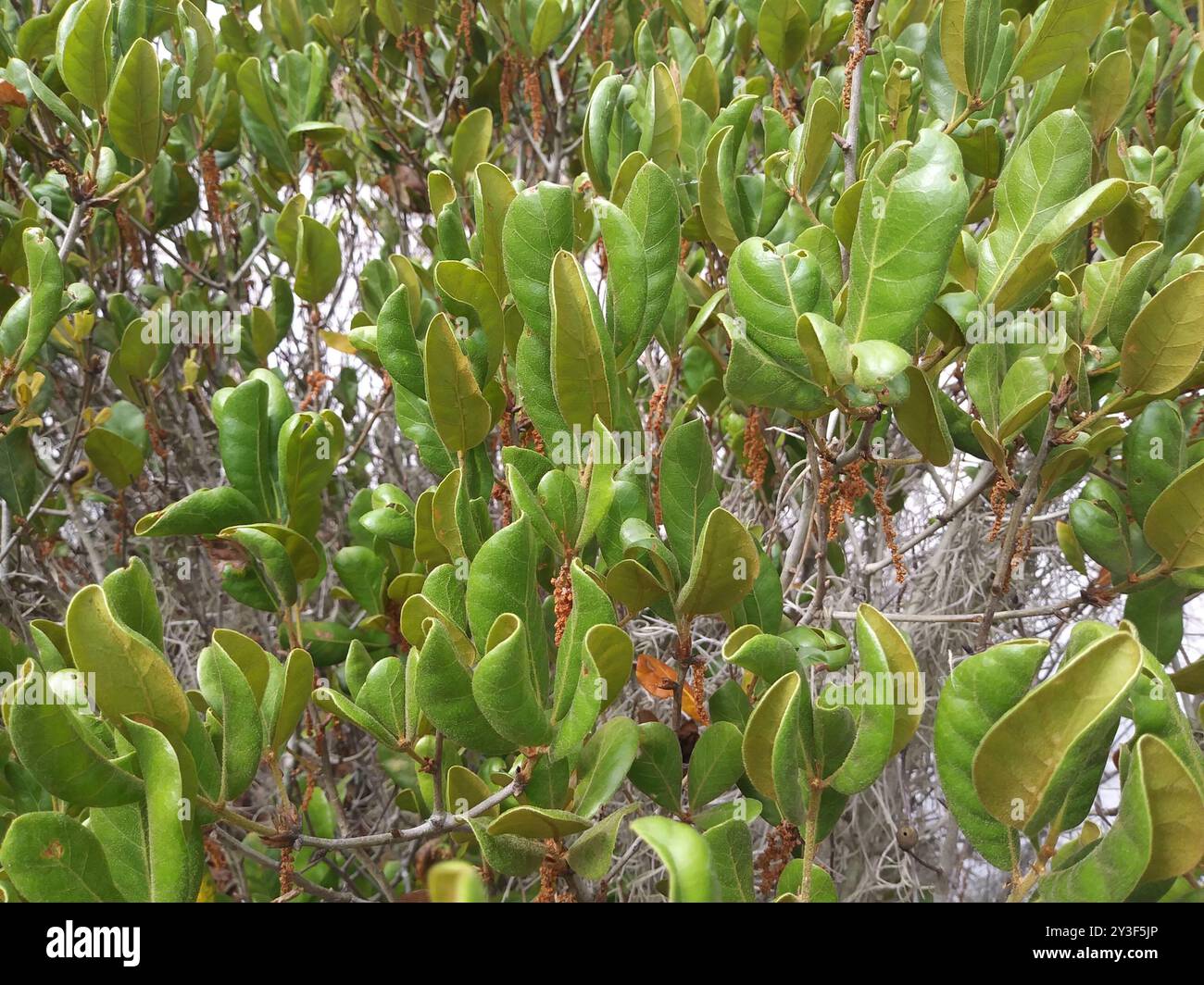 Florida scrub oak (Quercus inopina) Plantae Stock Photo - Alamy