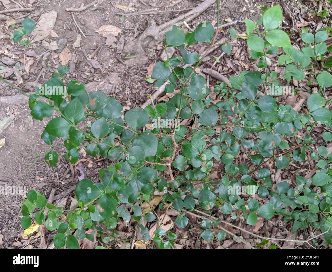 conkerberry (Carissa ovata) Plantae Stock Photo - Alamy