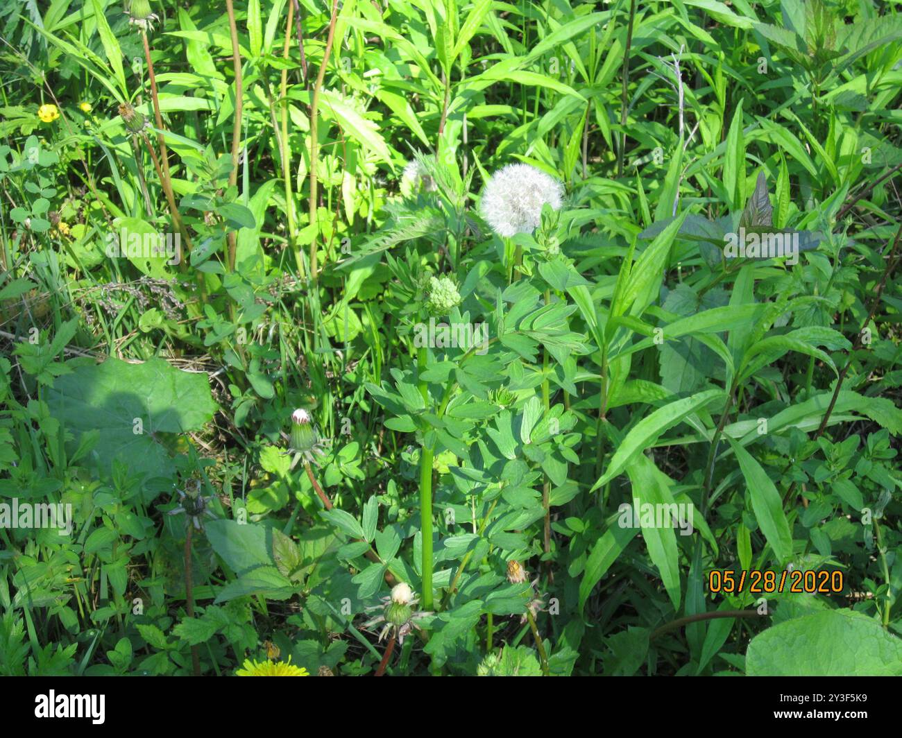 Common Meadow-rue (Thalictrum flavum) Plantae Stock Photo - Alamy
