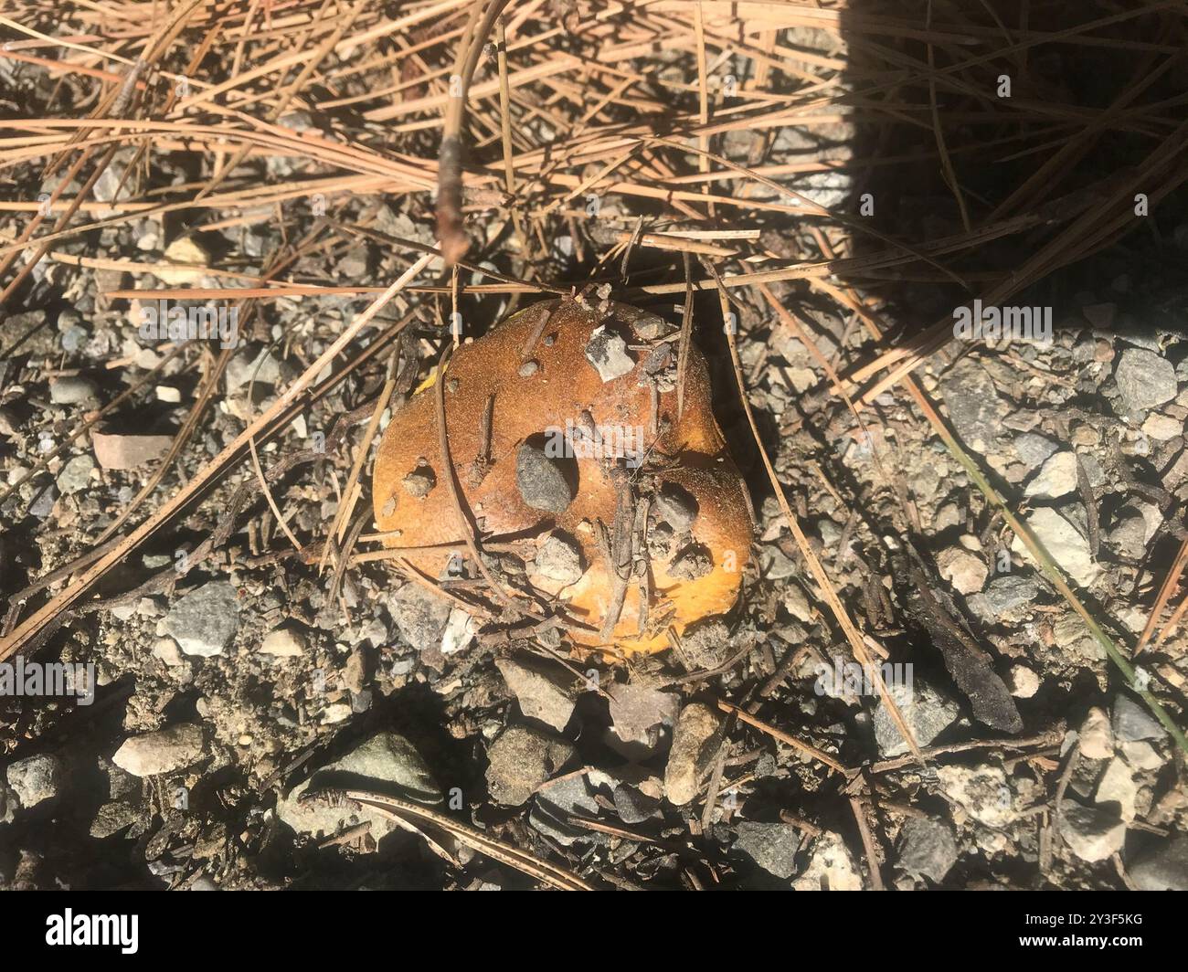 Short-stalked Suillus (Suillus brevipes) Fungi Stock Photo - Alamy