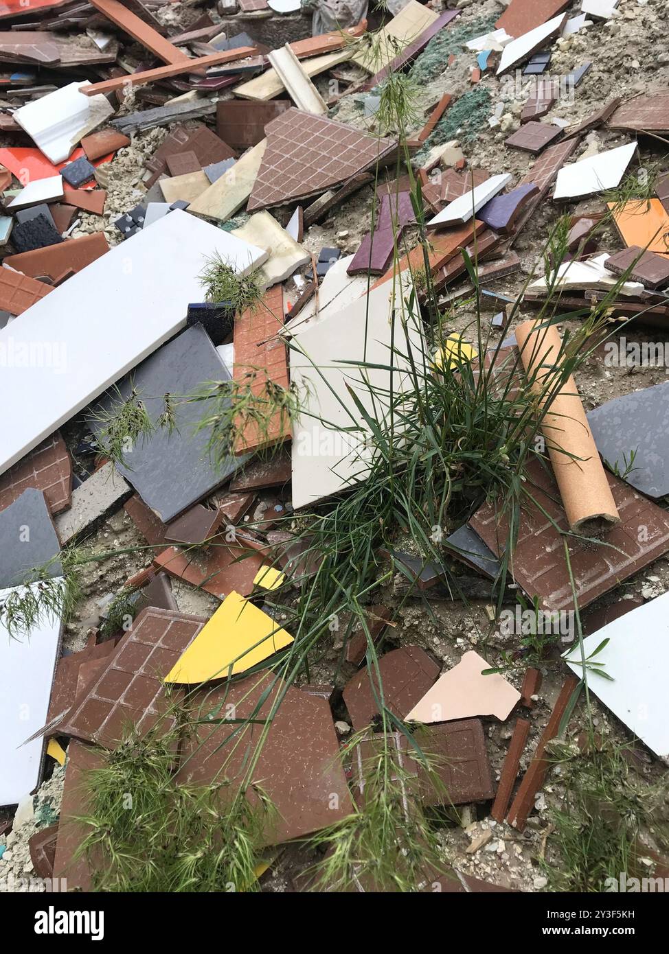Bulbous Bluegrass (Poa bulbosa) Plantae Stock Photo - Alamy
