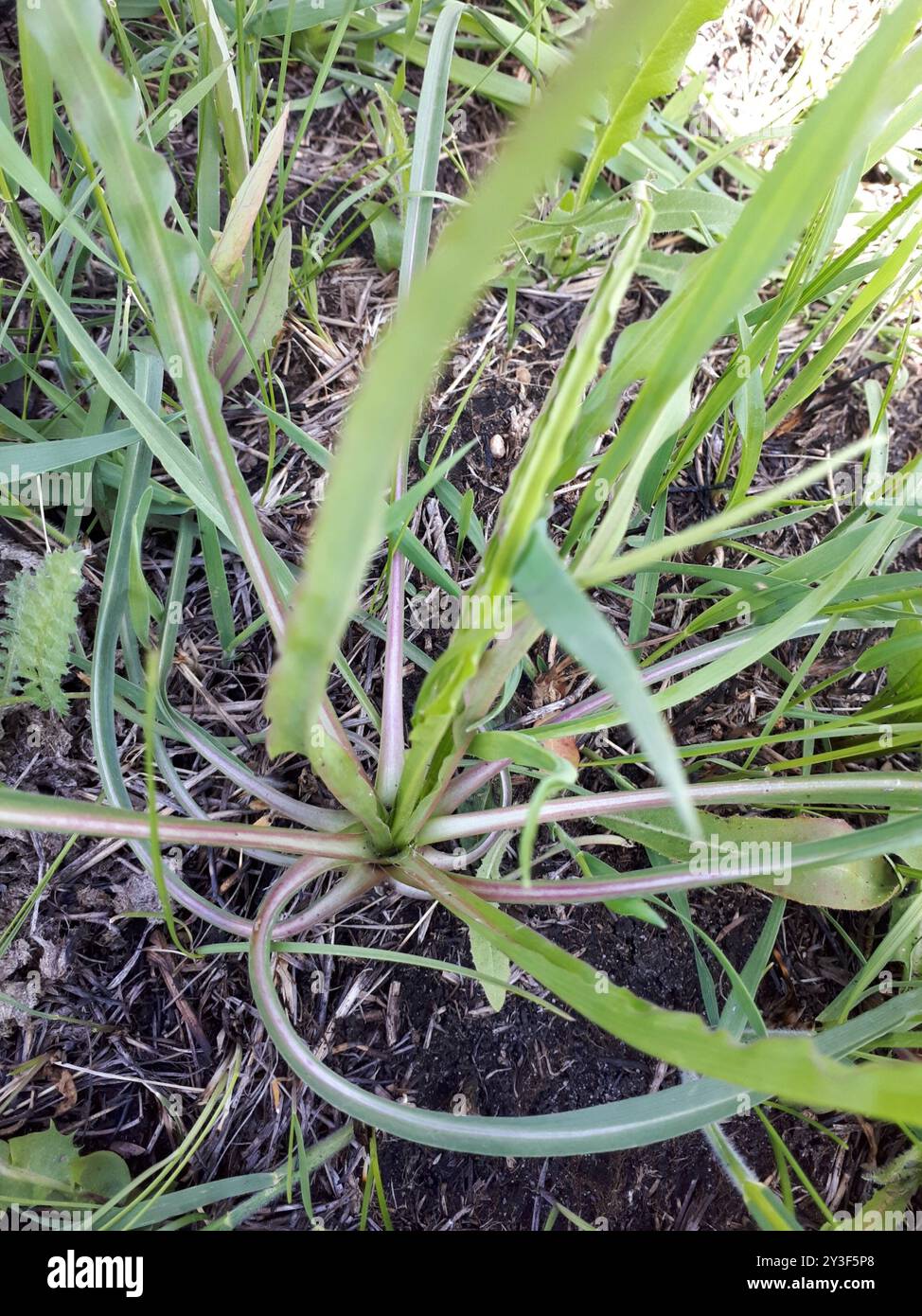 Lettuce, Chicory, Dandelion and Salsify Tribe (Cichorieae) Plantae ...
