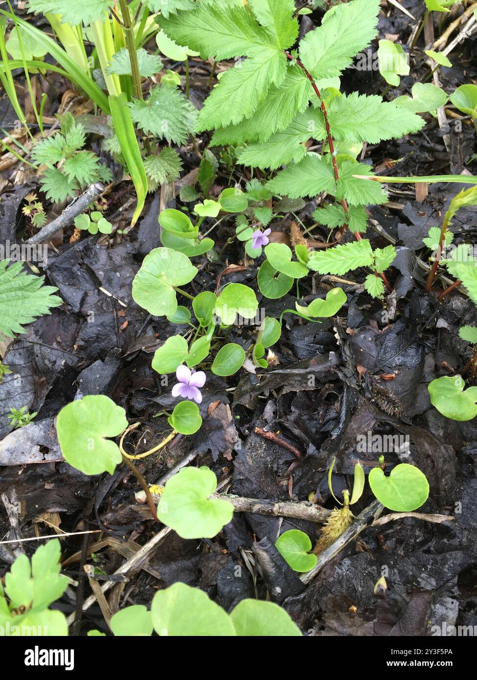 alpine marsh violet (Viola palustris) Plantae Stock Photo - Alamy