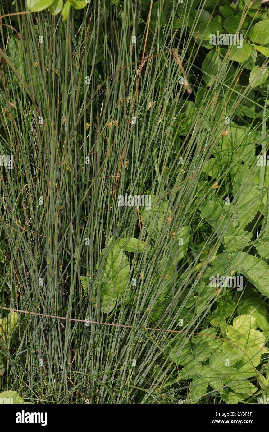 Hard Rush (Juncus inflexus) Plantae Stock Photo - Alamy