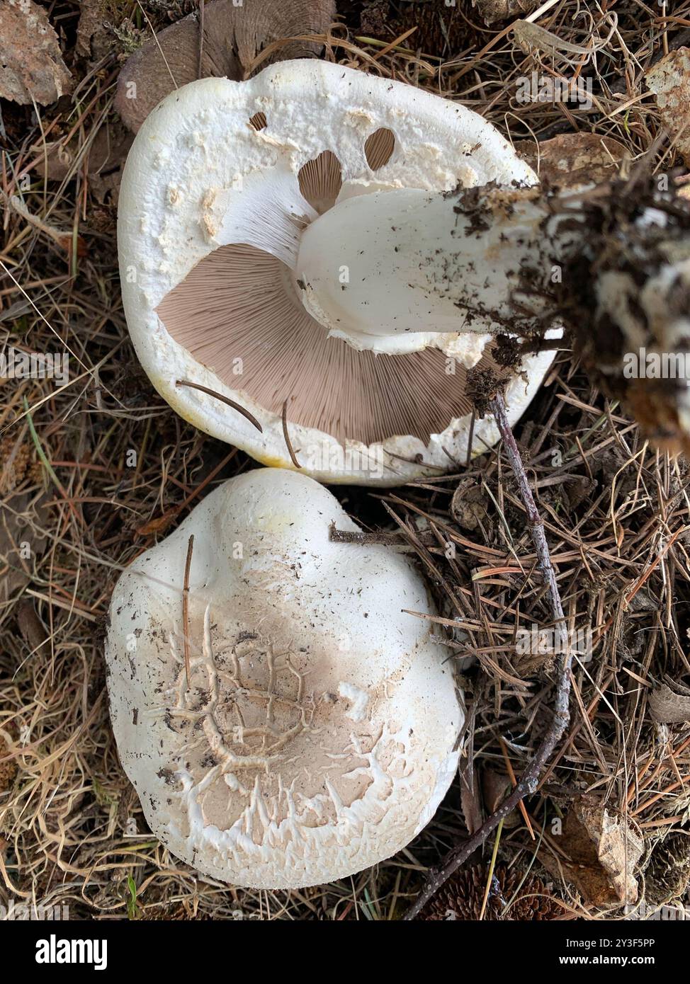 Yellow Stainer (Agaricus xanthodermus) Fungi Stock Photo - Alamy