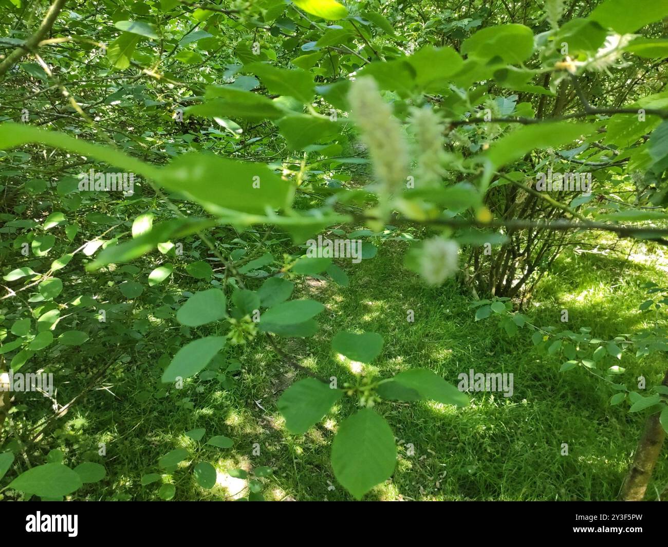 goat willow (Salix caprea) Plantae Stock Photo - Alamy