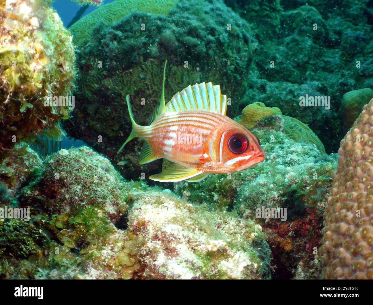 Longspine Squirrelfish (Holocentrus rufus) Actinopterygii Stock Photo ...