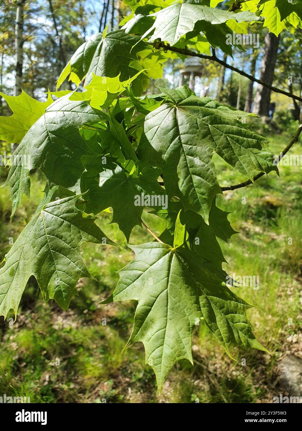 Norway maple (Acer platanoides) Plantae Stock Photo - Alamy