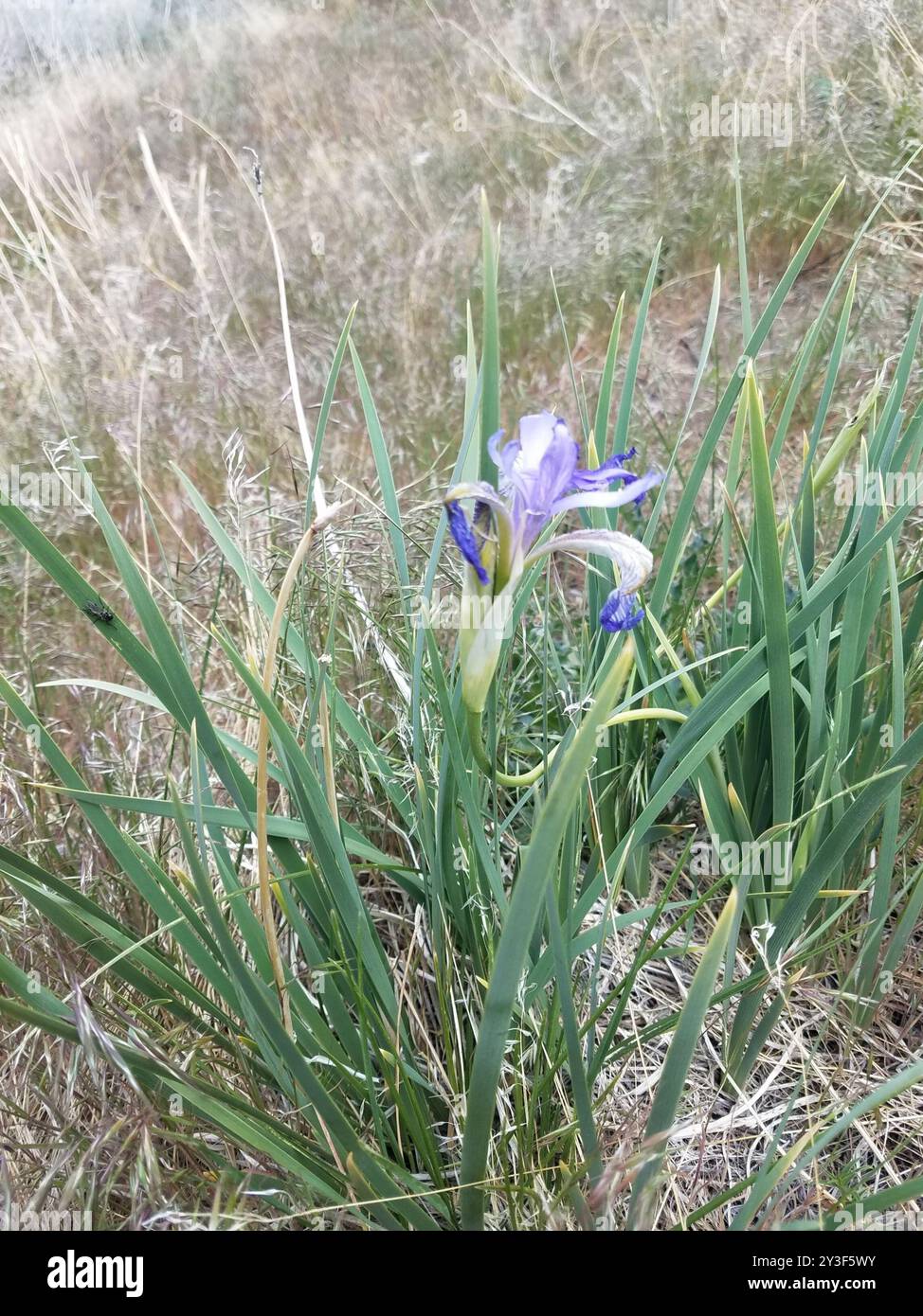 western blue flag (Iris missouriensis) Plantae Stock Photo - Alamy