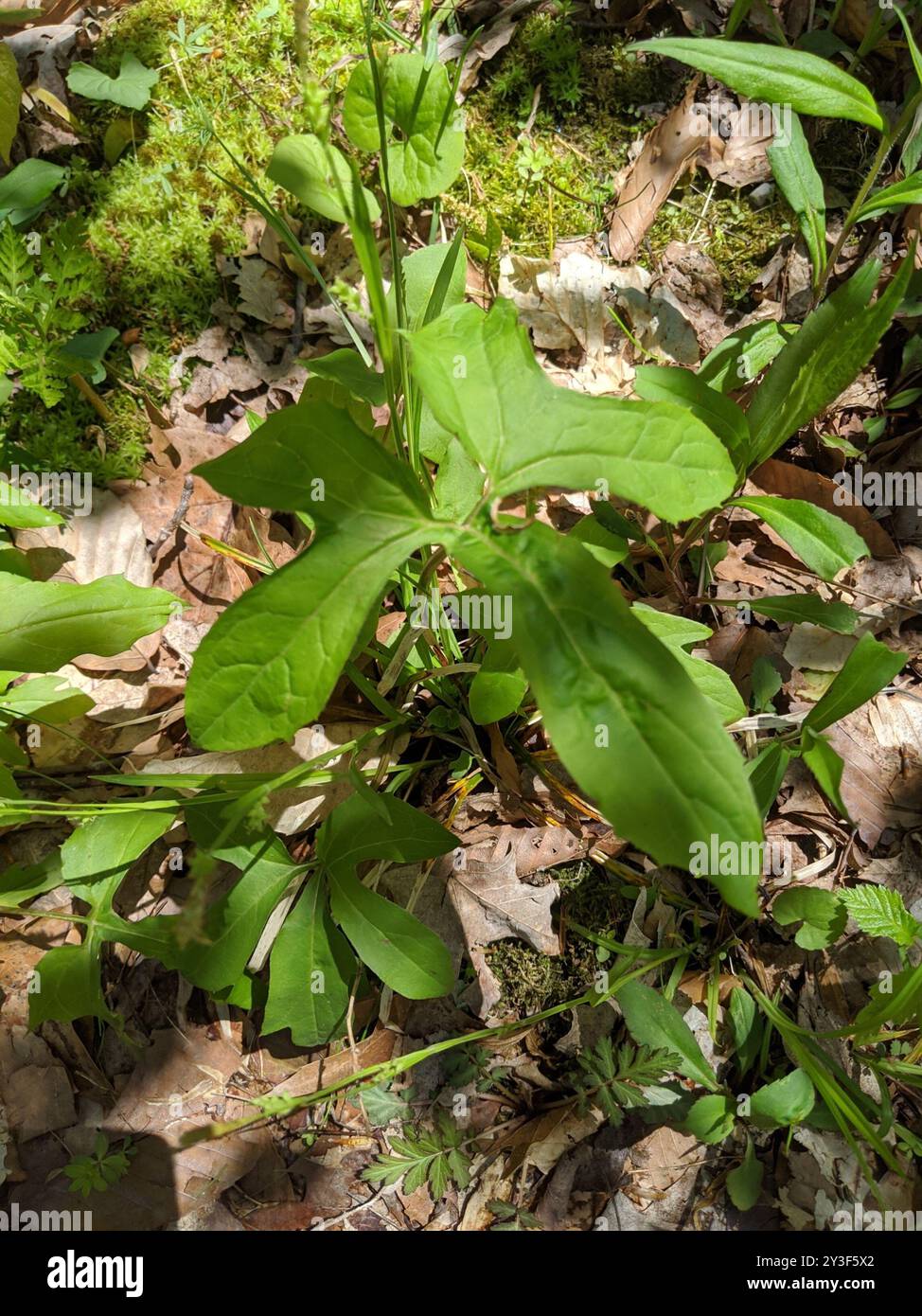 tall rattlesnake root (Nabalus altissimus) Plantae Stock Photo - Alamy