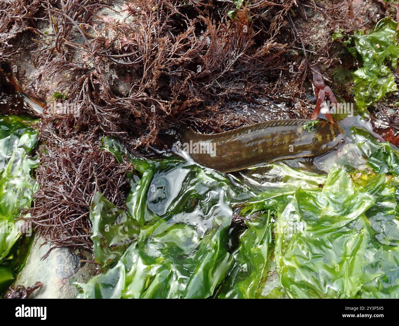 Rock Eel (Xiphister mucosus) Actinopterygii Stock Photo - Alamy