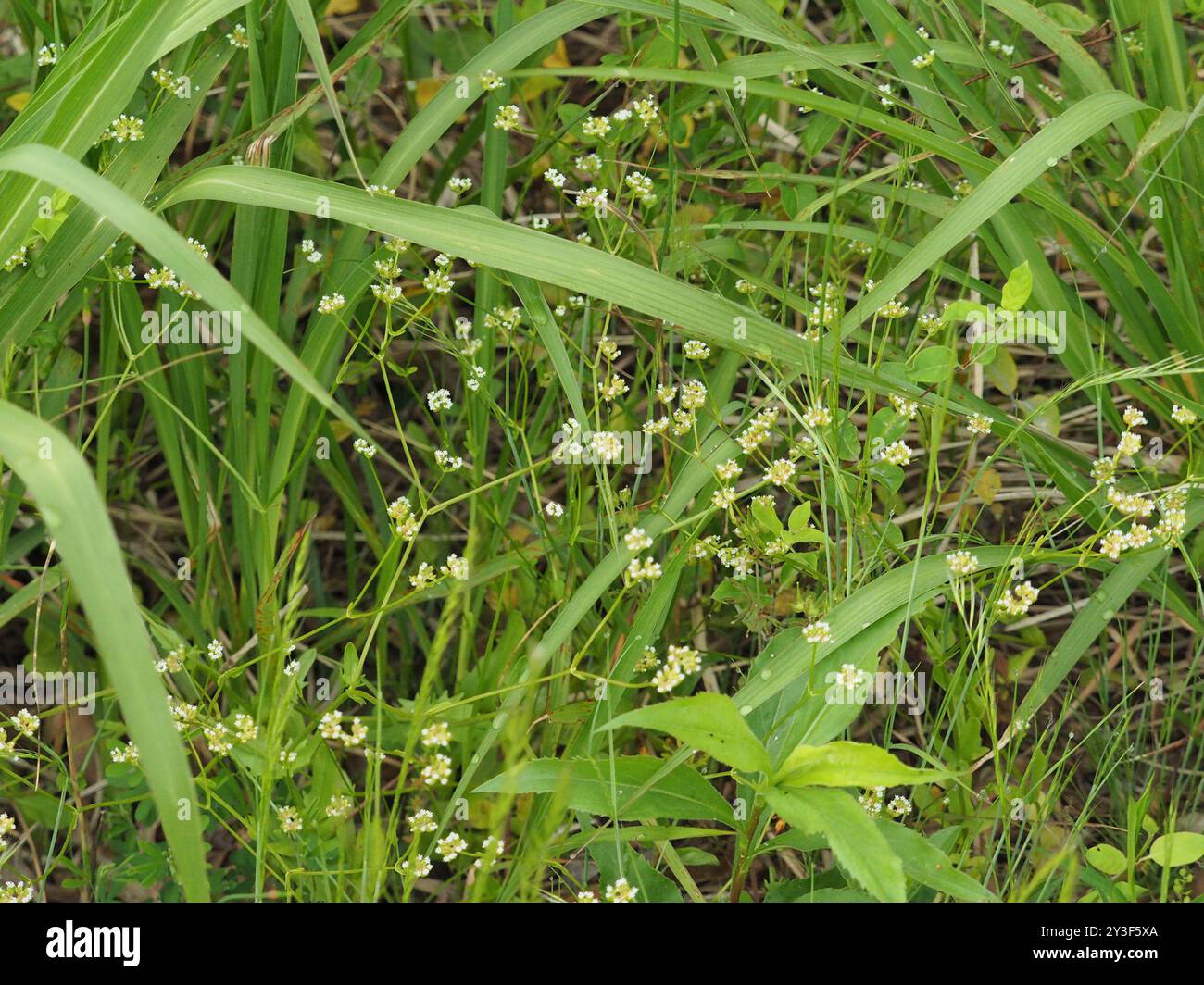 beaked cornsalad (Valerianella radiata) Plantae Stock Photo - Alamy