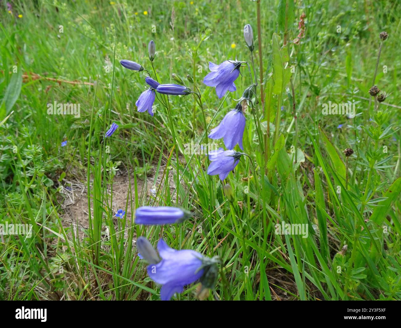 Common Harebell (Campanula rotundifolia) Plantae Stock Photo - Alamy