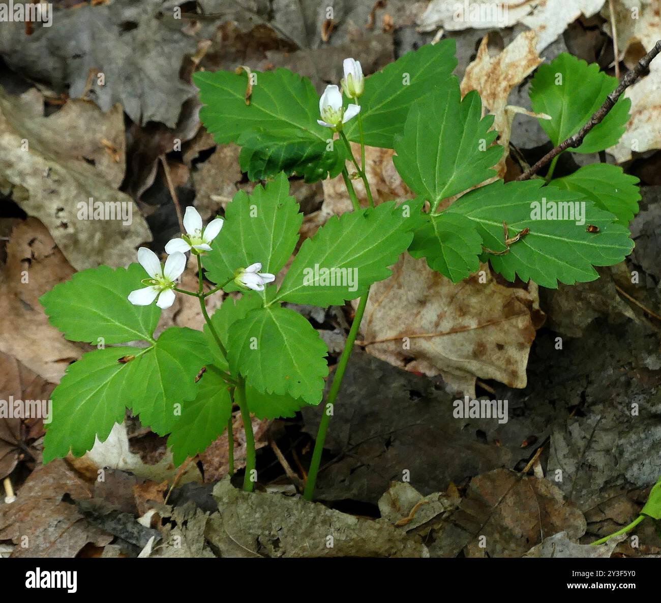 Two-leaved Toothwort (Cardamine diphylla) Plantae Stock Photo - Alamy