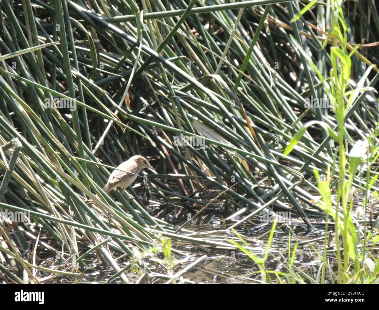 Australian Reed Warbler (Acrocephalus australis) Aves Stock Photo - Alamy