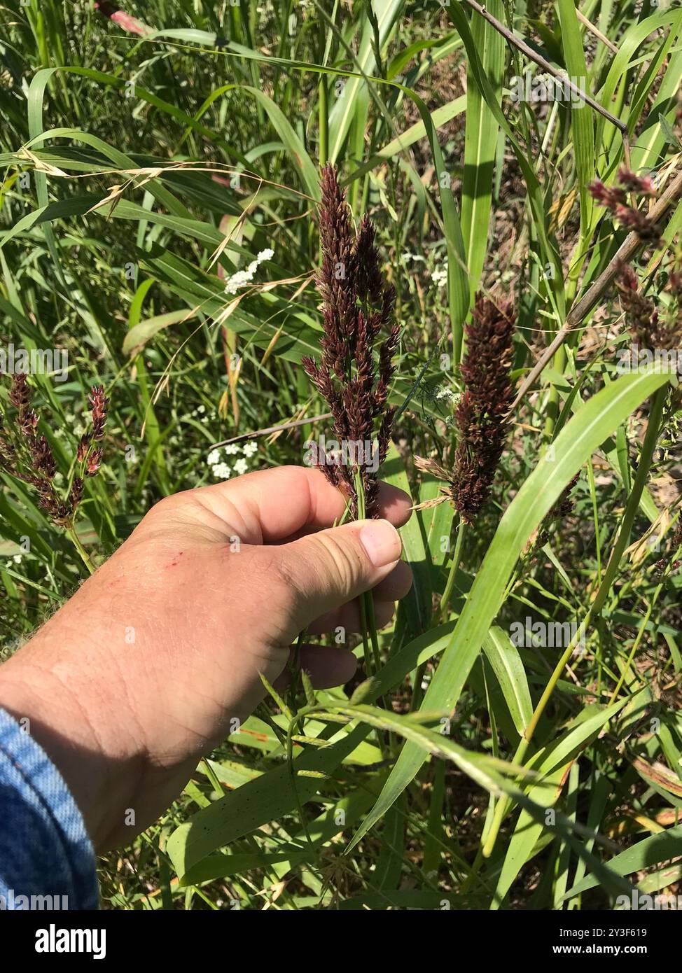 Johnson grass (Sorghum halepense) Plantae Stock Photo - Alamy