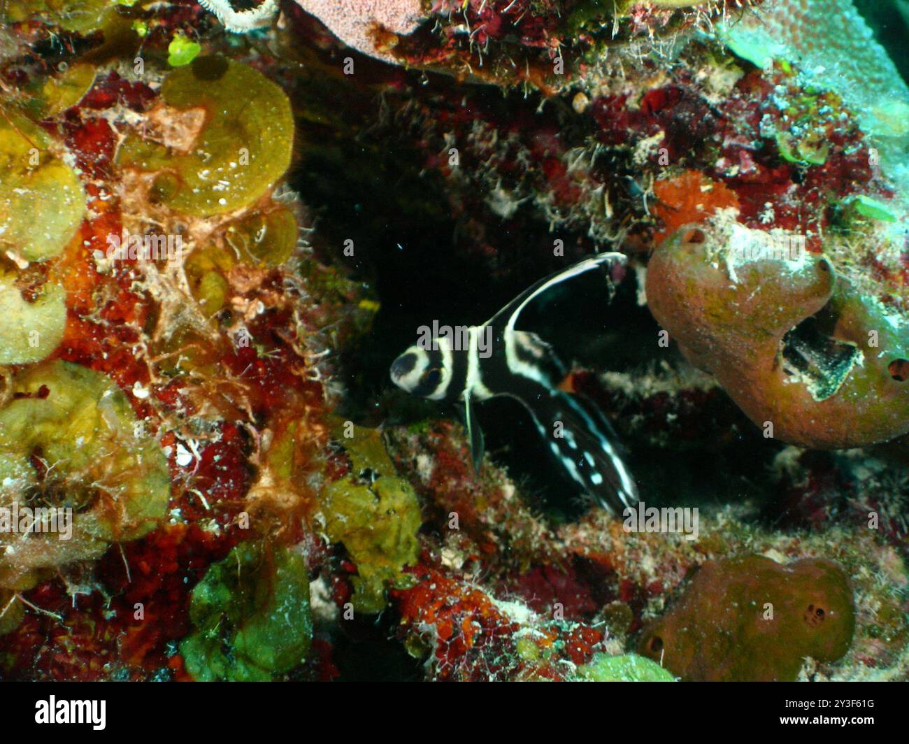 Spotted Drum (Eques punctatus) Actinopterygii Stock Photo - Alamy