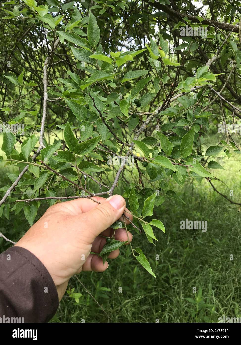 Dwarf Hackberry (Celtis tenuifolia) Plantae Stock Photo - Alamy