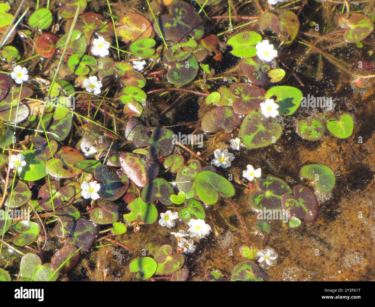 little floatingheart (Nymphoides cordata) Plantae Stock Photo - Alamy