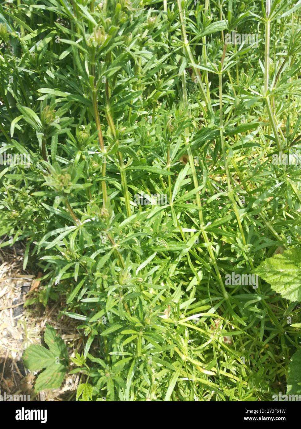 catchweed bedstraw (Galium aparine) Plantae Stock Photo - Alamy